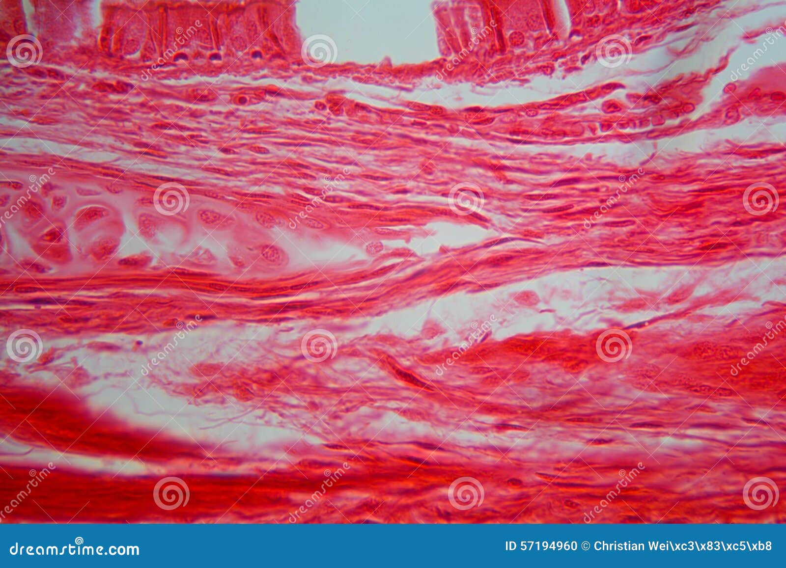 Trachea Cells Under The Microscope Royalty-Free Stock Photography ...