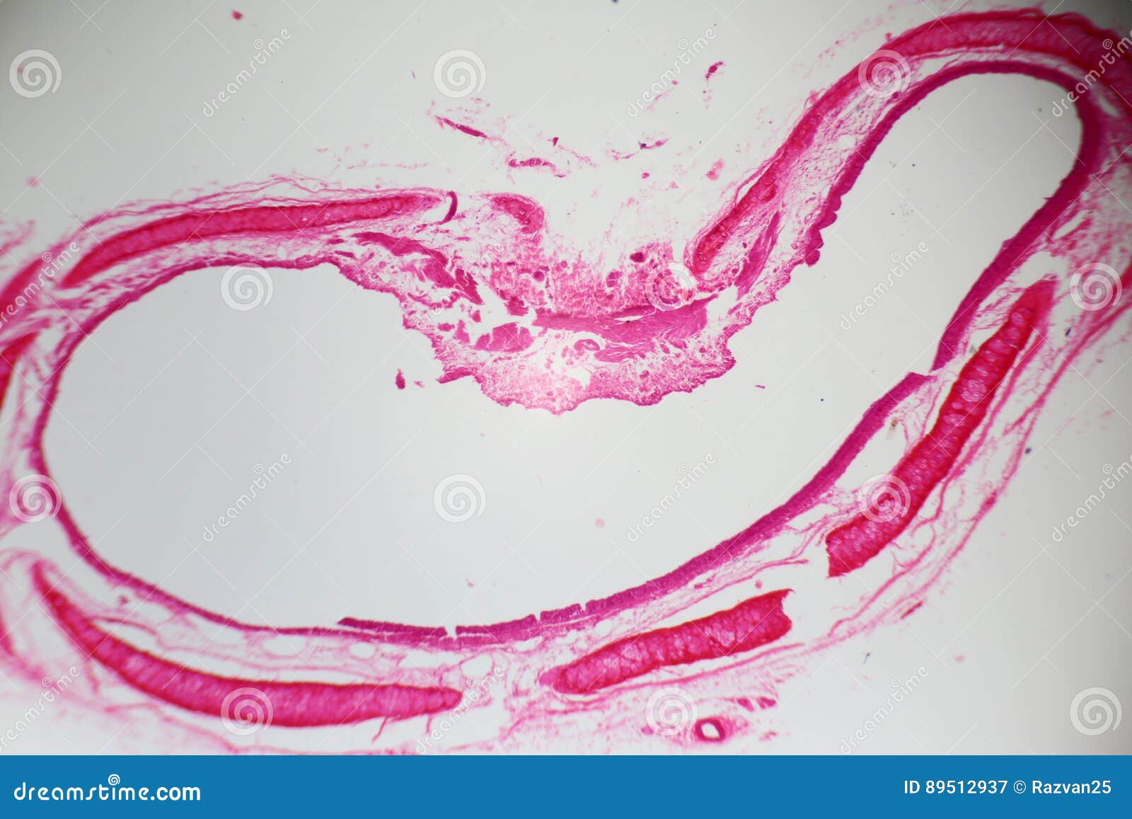 Trachea Cells Under The Microscope Royalty-Free Stock Photography ...