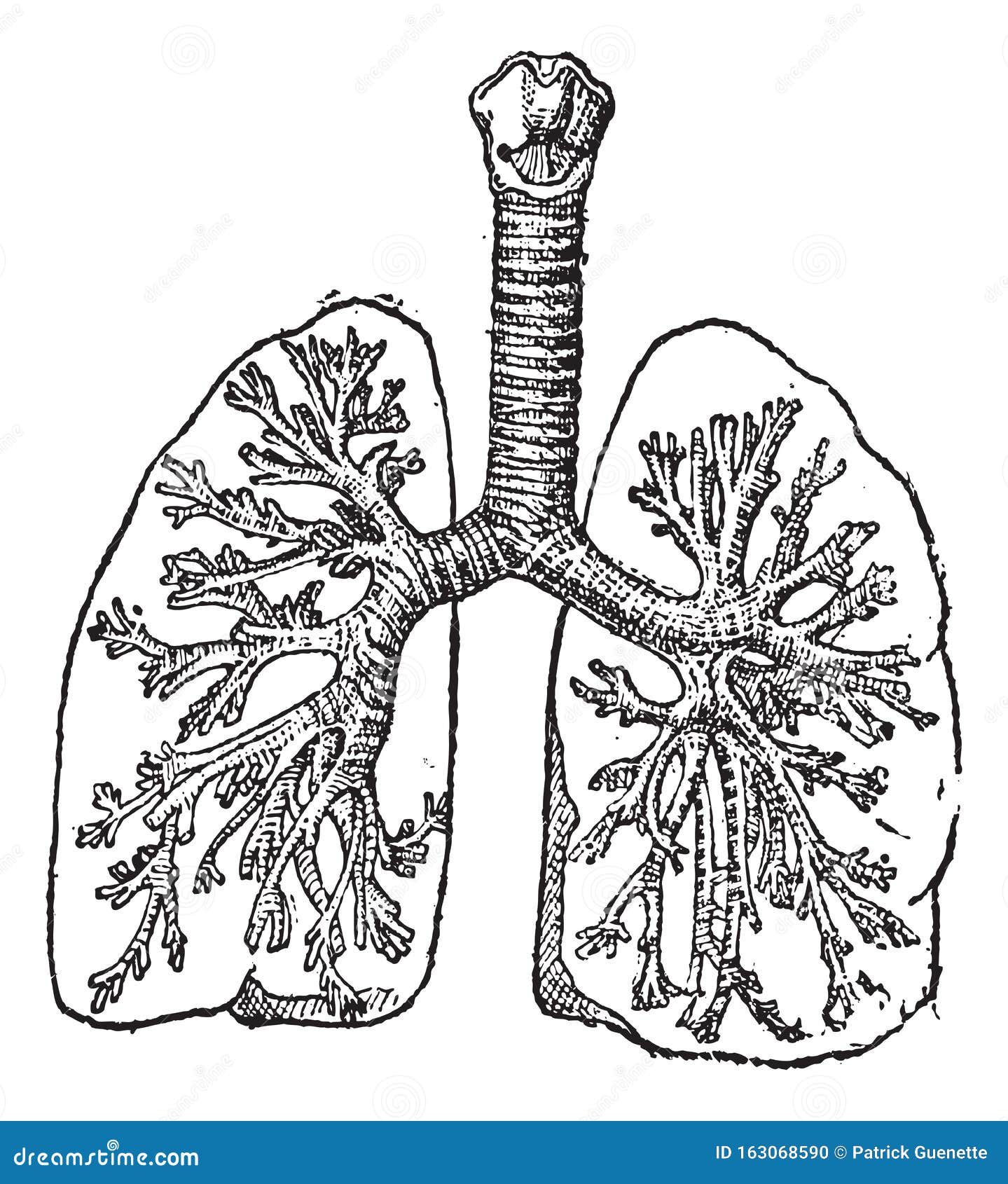 Trachea Or Windpipe, Vintage Engraving Vector Illustration ...