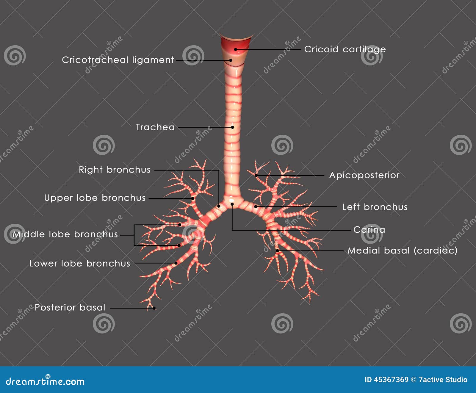 Trachee stock illustratie. Illustration of ademhalings - 45367369
