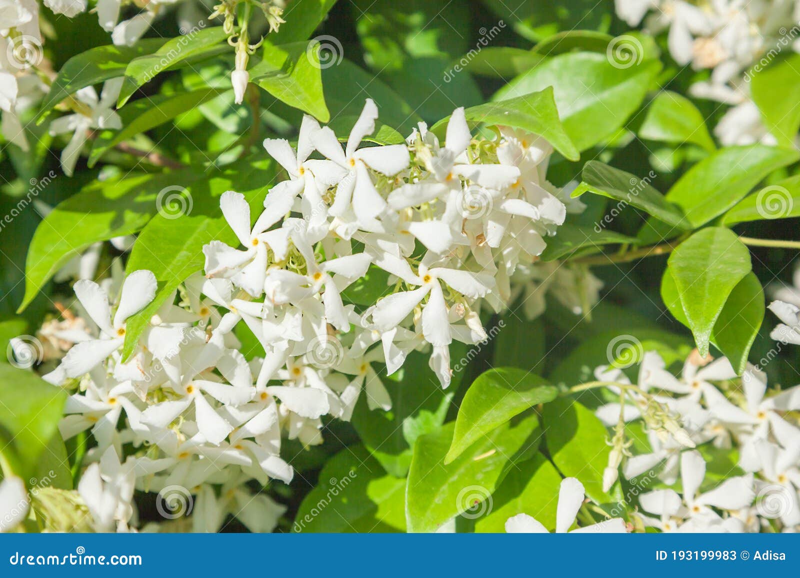 Trachelospermum Jasminoides Stock Image - Image of beauty, jasmin ...