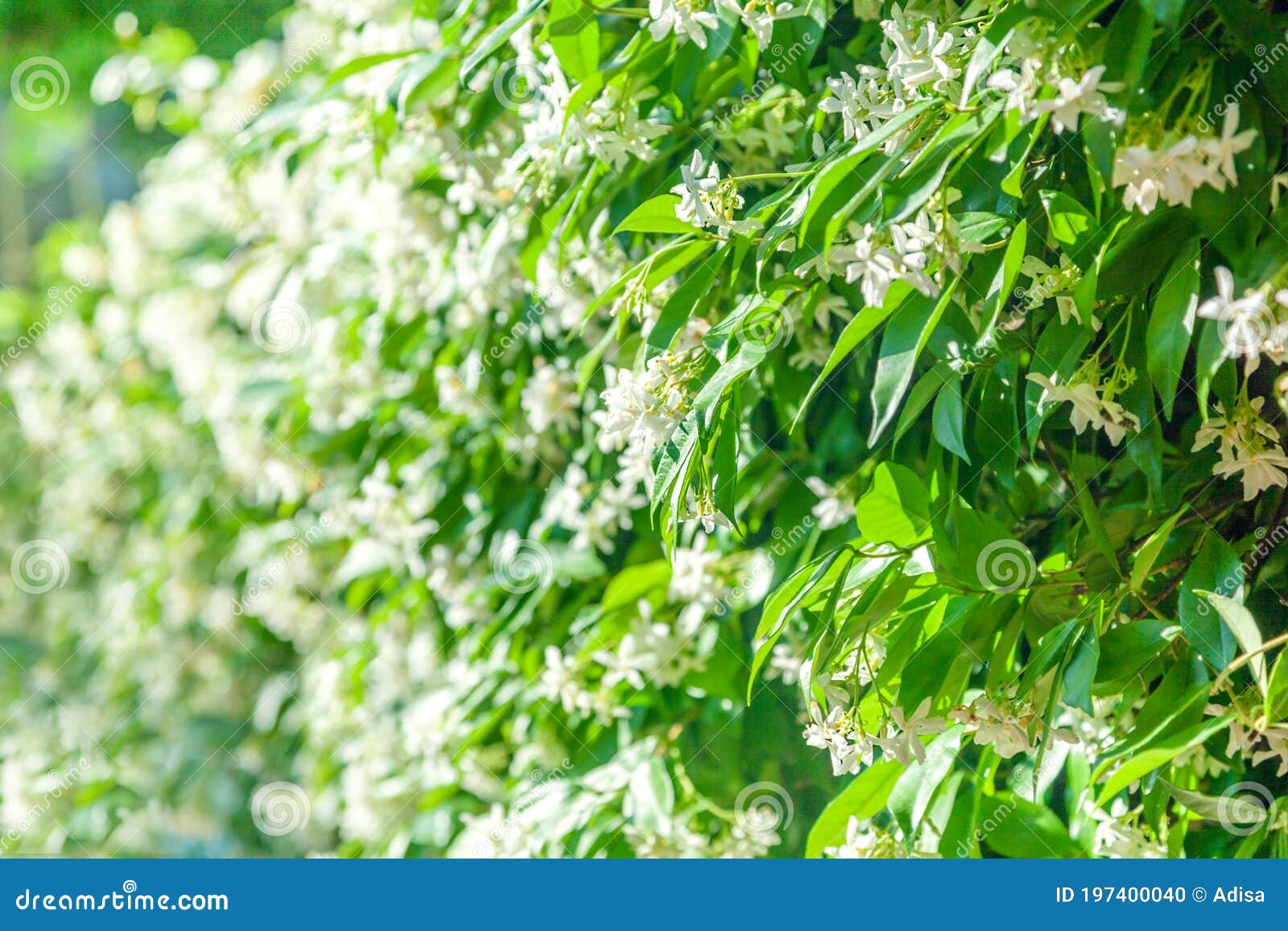 Trachelospermum Jasminoides Stock Photo - Image of fragrant ...