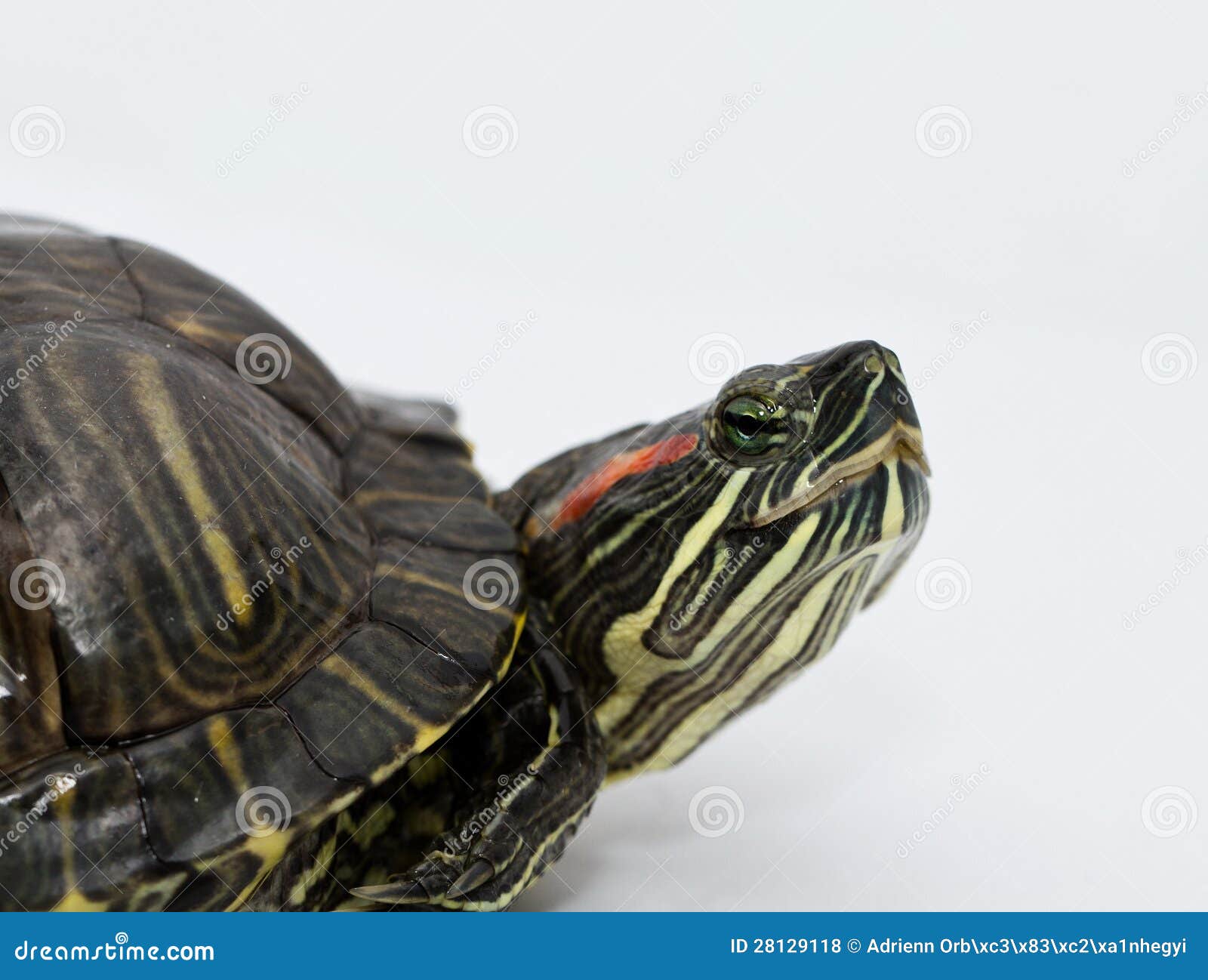 Trachemys scripta elegans stock photo. Image of water - 28129118