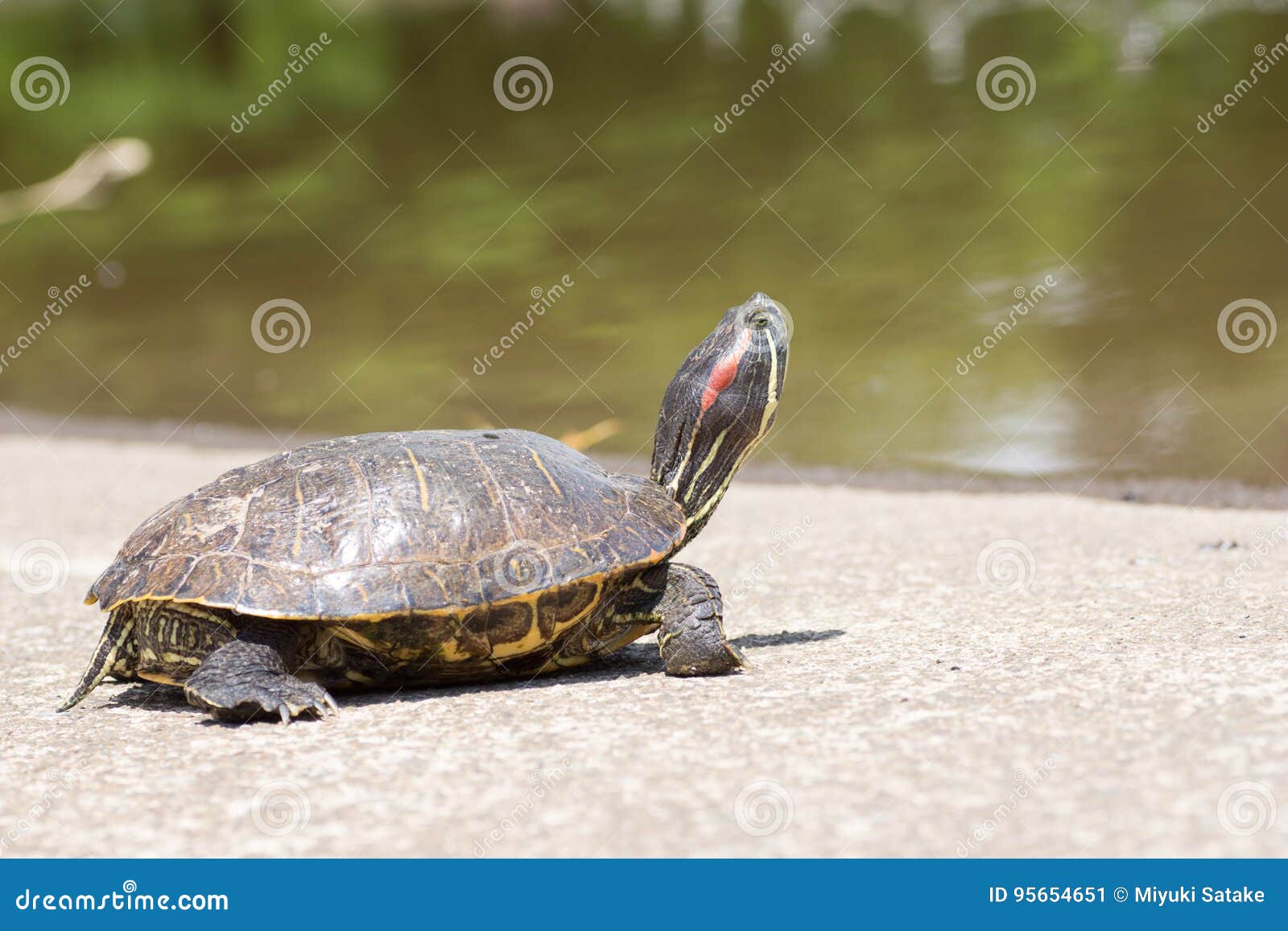 Trachemys scripta elegans stockbild. Bild von reptil - 95654651