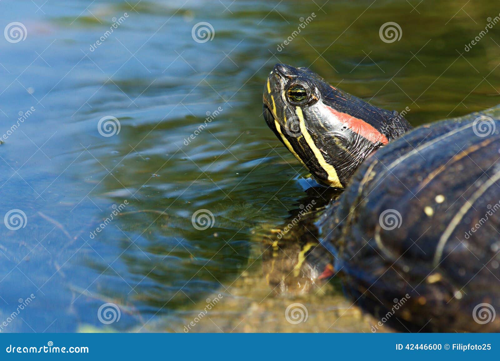 Trachemys scripta elegans stock photo. Image of orange - 42446600