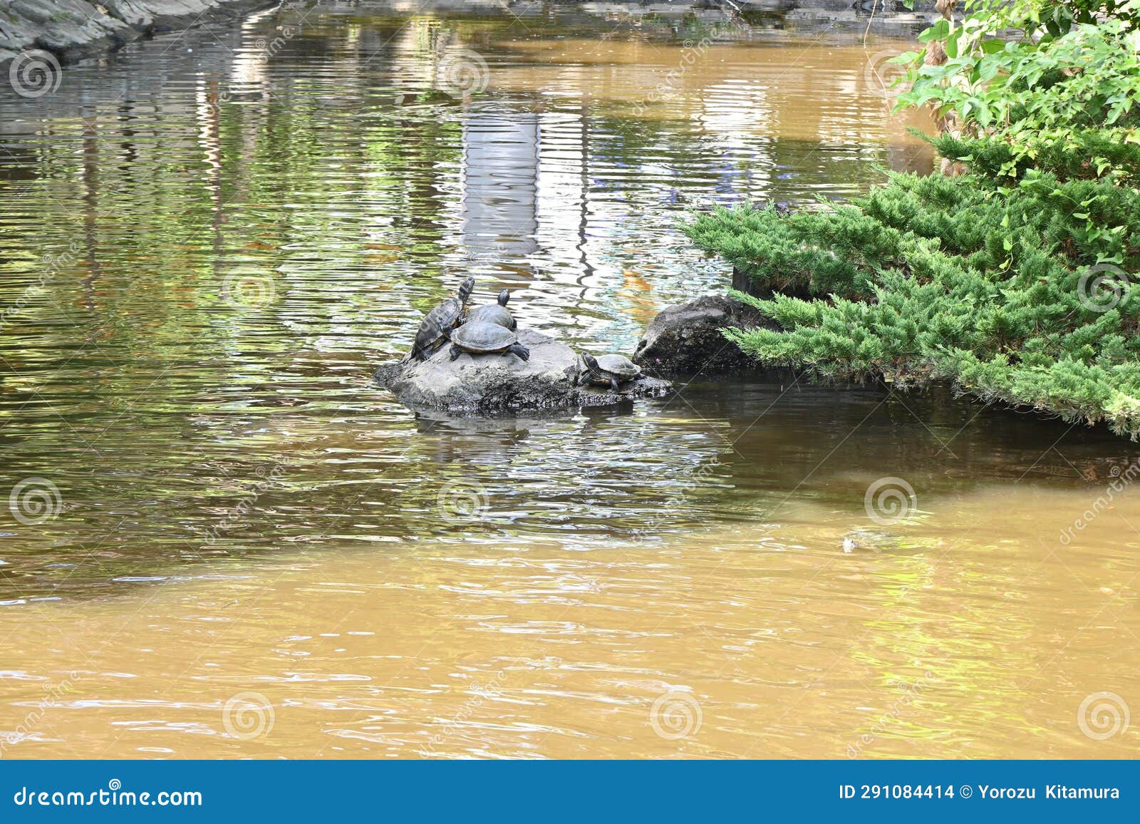 Trachemys Scripta Elegans Drying Their Shells on Stones in the Pond ...