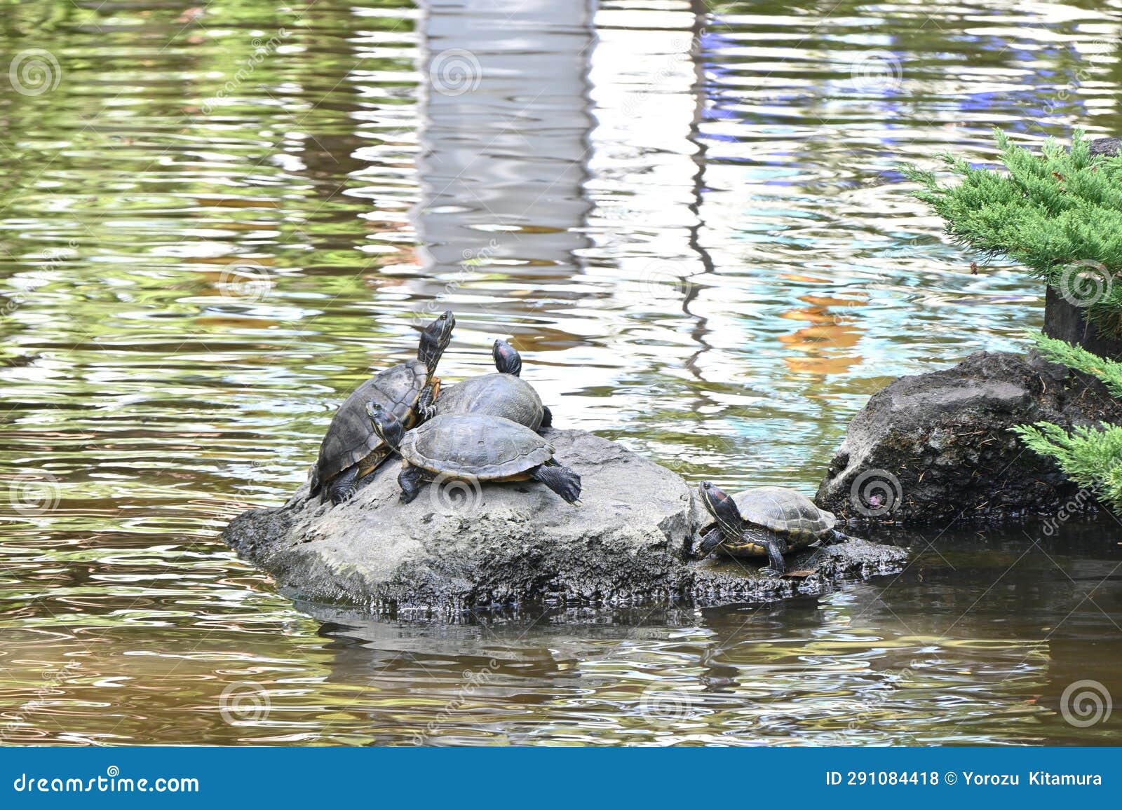 Trachemys Scripta Elegans Drying Their Shells on Stones in the Pond ...