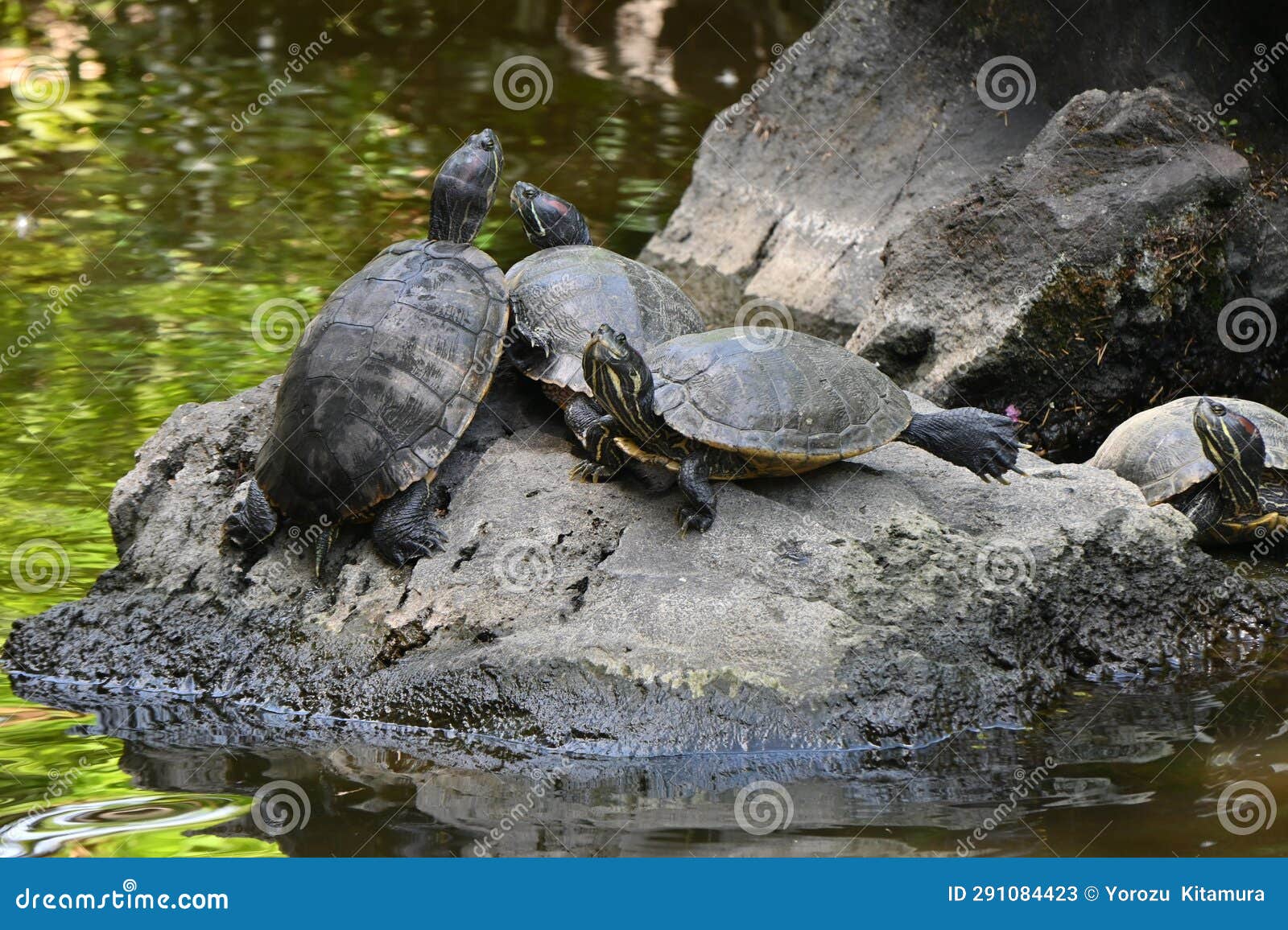 Trachemys Scripta Elegans Drying Their Shells on Stones in the Pond ...