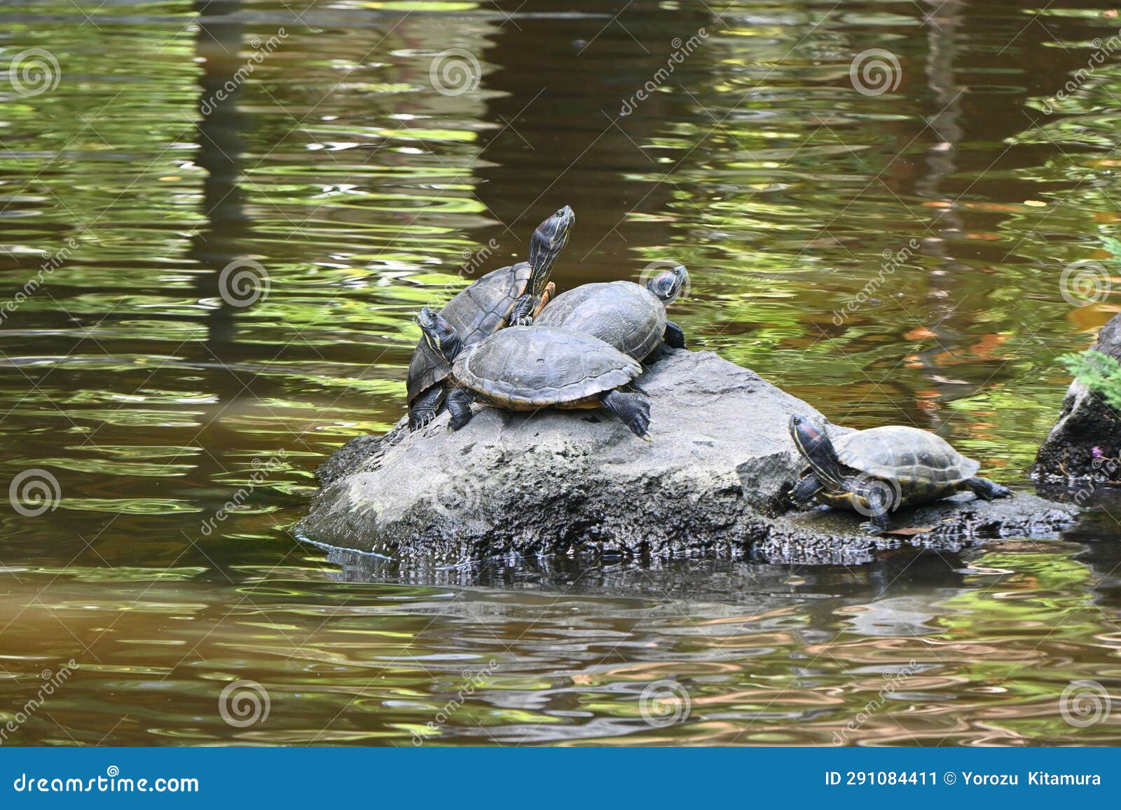 Trachemys Scripta Elegans Drying Their Shells on Stones in the Pond ...