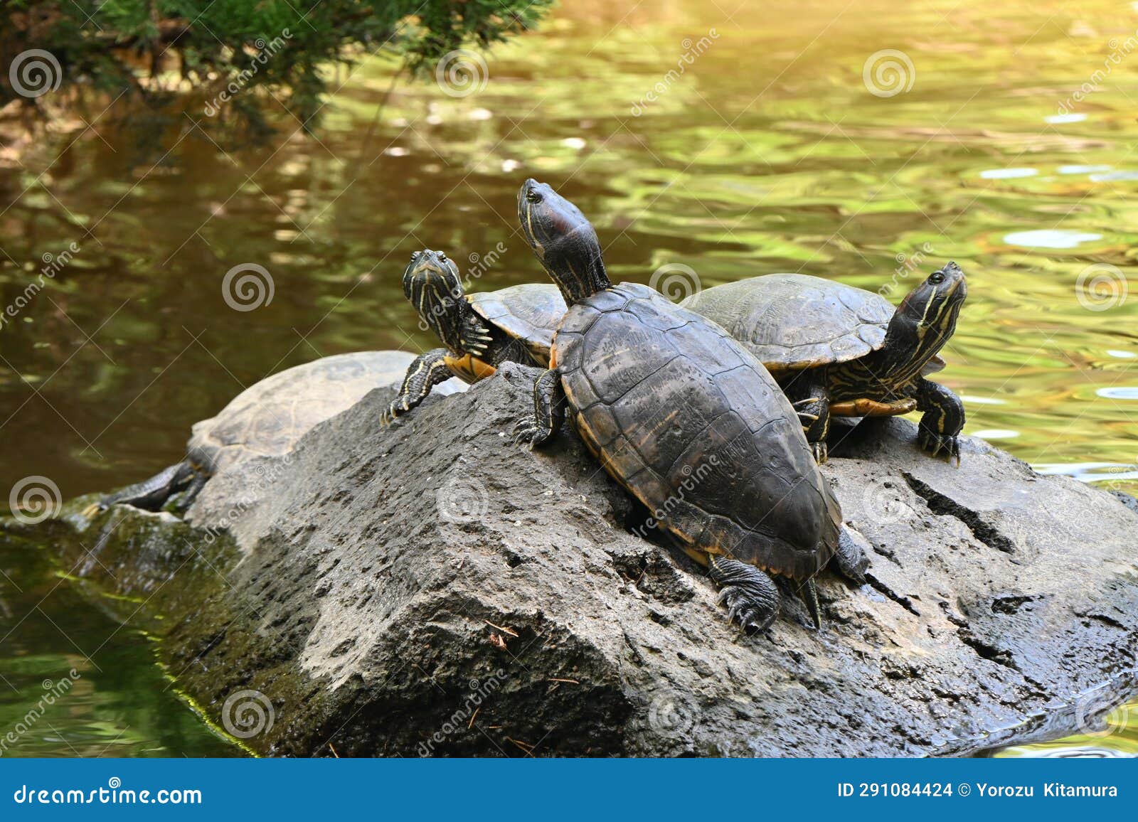 Trachemys Scripta Elegans Drying Their Shells on Stones in the Pond ...