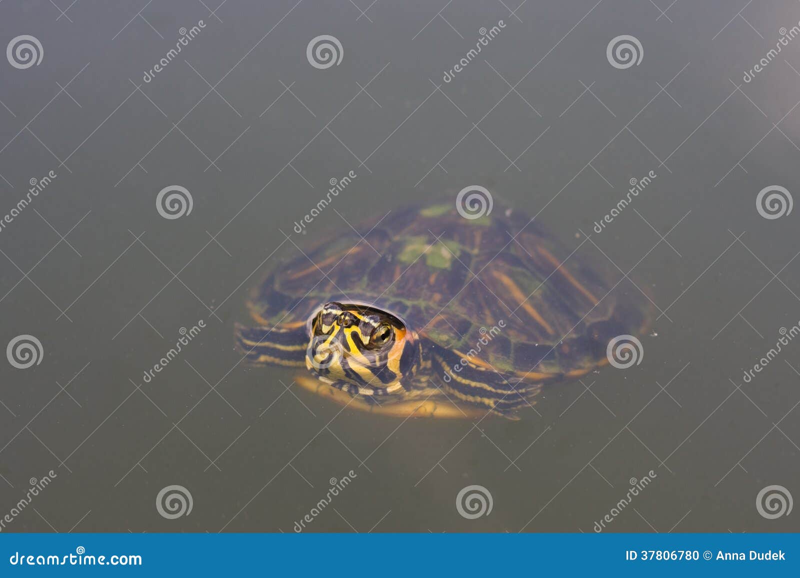 Trachemys Scripta Elegans - Red-Eared Slider Stock Photo - Image of ...