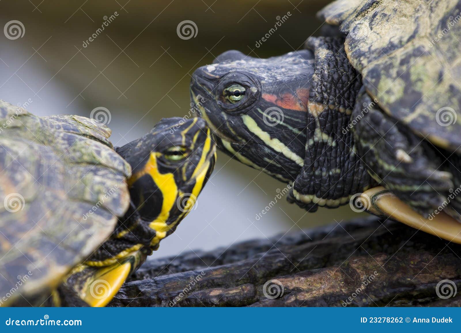 Trachemys Scripta Elegans - Red-Eared Sliders Stock Photo - Image of ...