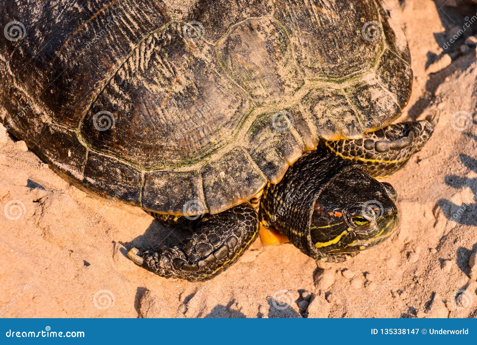 Trachemys Scripta Elegans Tortoise Stock Image - Image of turtle ...