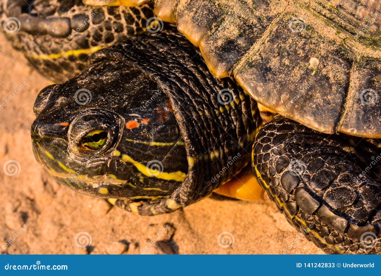 Trachemys Scripta Elegans Tortoise Stock Image - Image of wildlife ...
