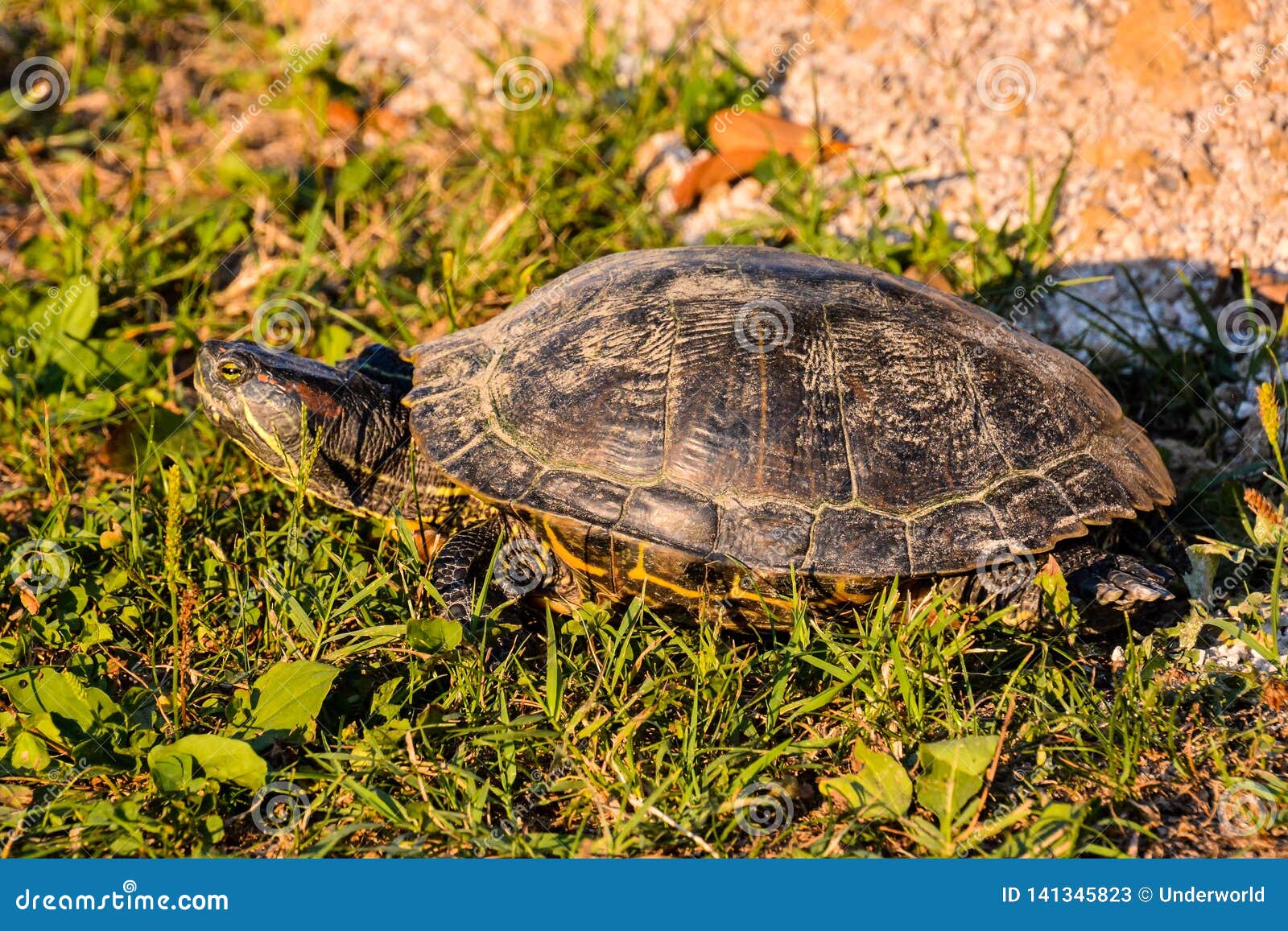 Trachemys Scripta Elegans Tortoise Stock Image - Image of slider ...