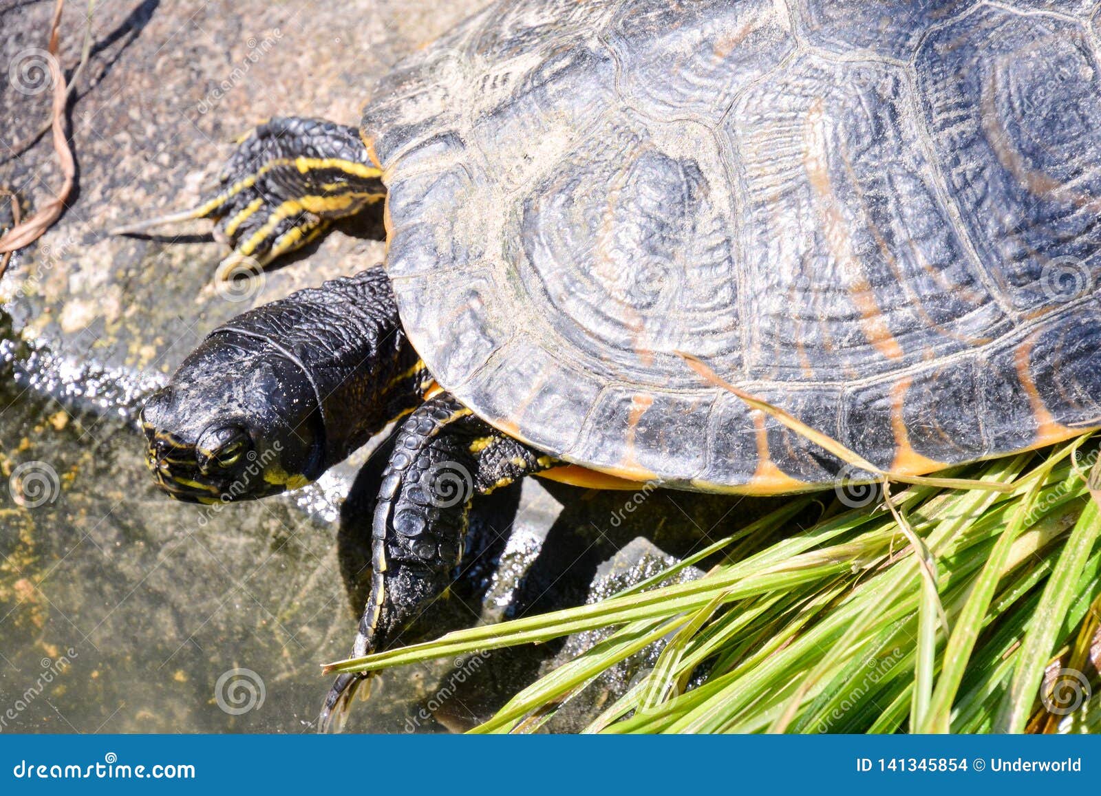 Trachemys Scripta Elegans Tortoise Stock Photo - Image of shell, animal ...