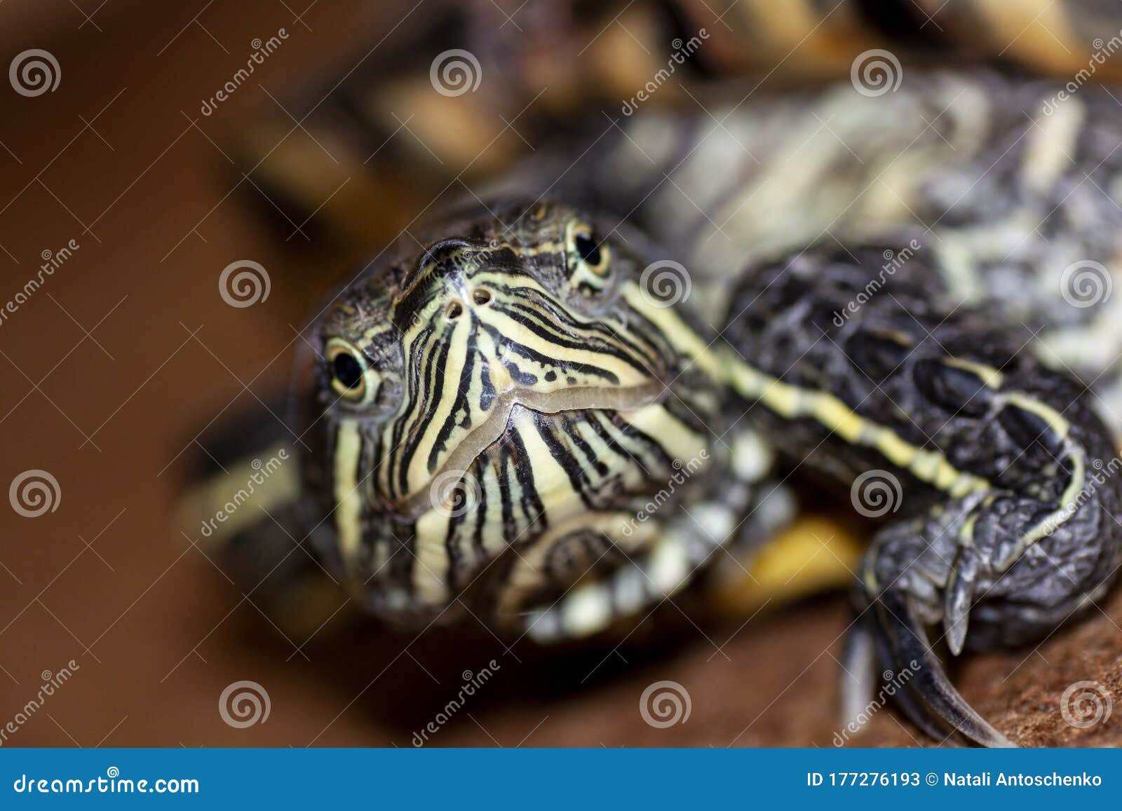 Trachemys Scripta Head and Face of a Turtle - Pseudemys Scripta Elegans ...