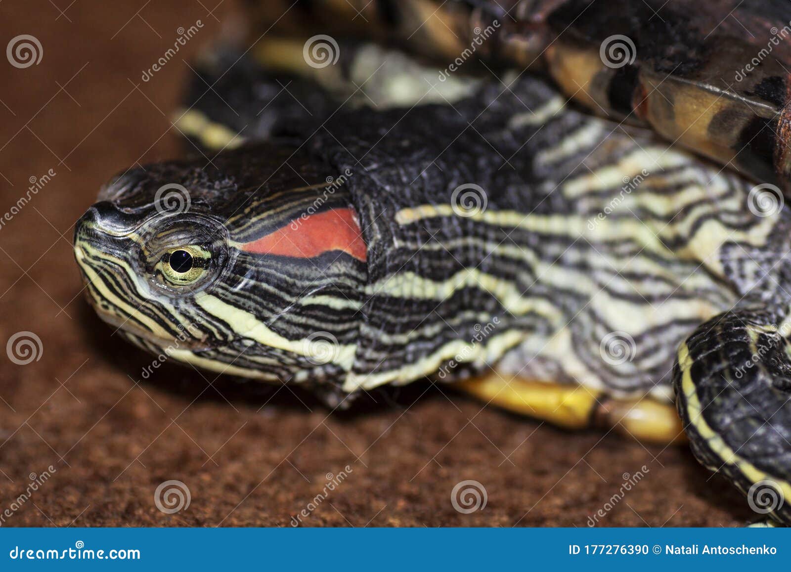 Trachemys Scripta Head and Face of a Turtle - Pseudemys Scripta Elegans ...