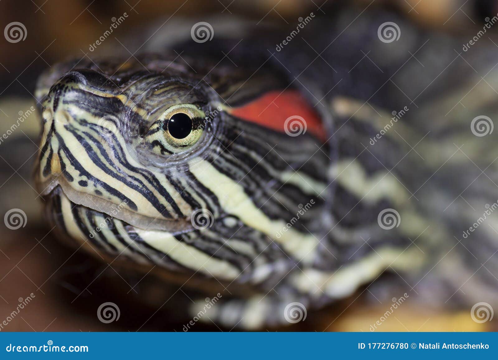 Trachemys Scripta Head and Face of a Turtle - Pseudemys Scripta Elegans ...