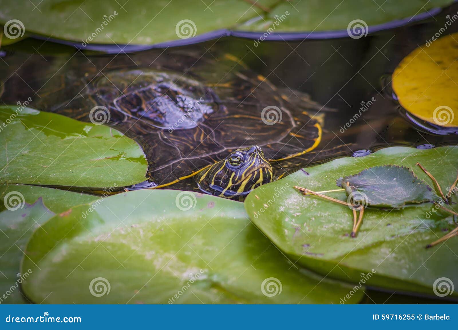 Trachemys scripta scripta stock image. Image of scripta - 59716255