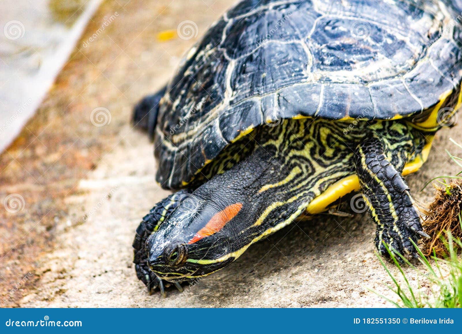 Trachemys Scripta. Trachemys Tortoise Stock Photo - Image of animal ...