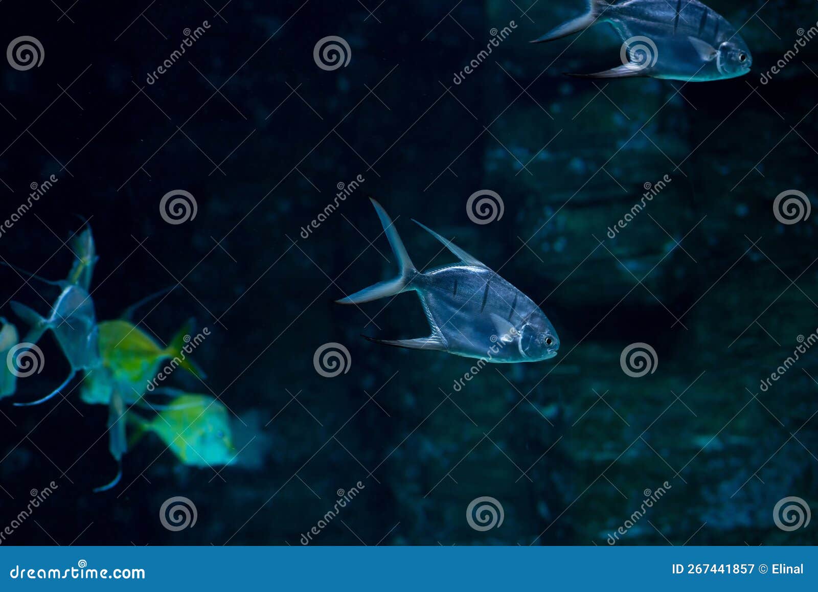 Trachinotus Goodei Fish Swimming Underwater Stock Image - Image of ...