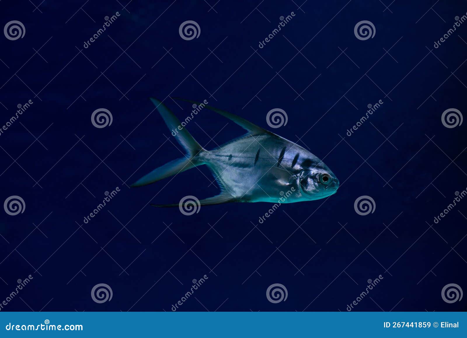 Trachinotus Goodei Fish Swimming Underwater Stock Image - Image of ...