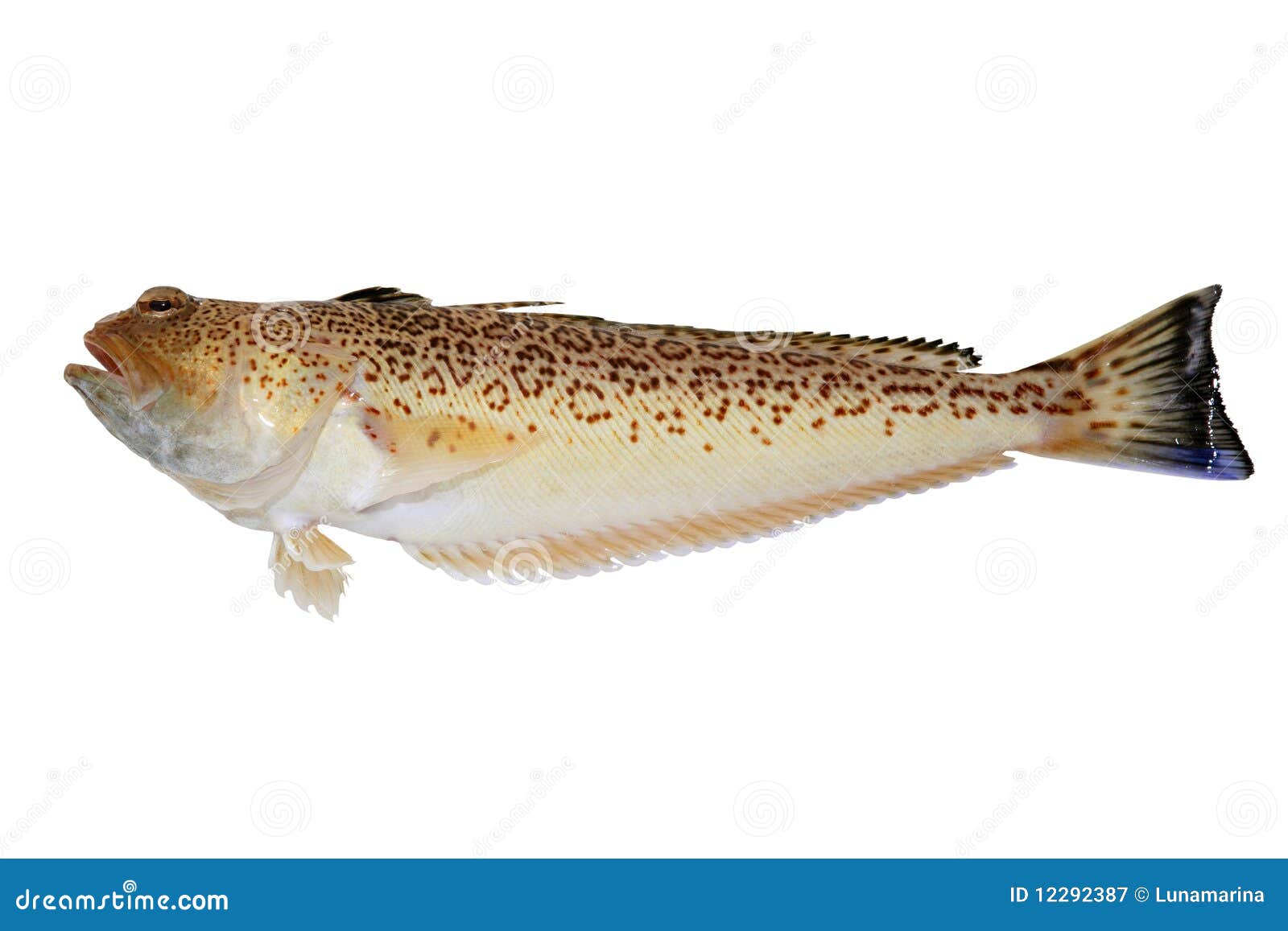 Trachinus Araneus Spotted Weever Fish Stock Image - Image of fresh ...