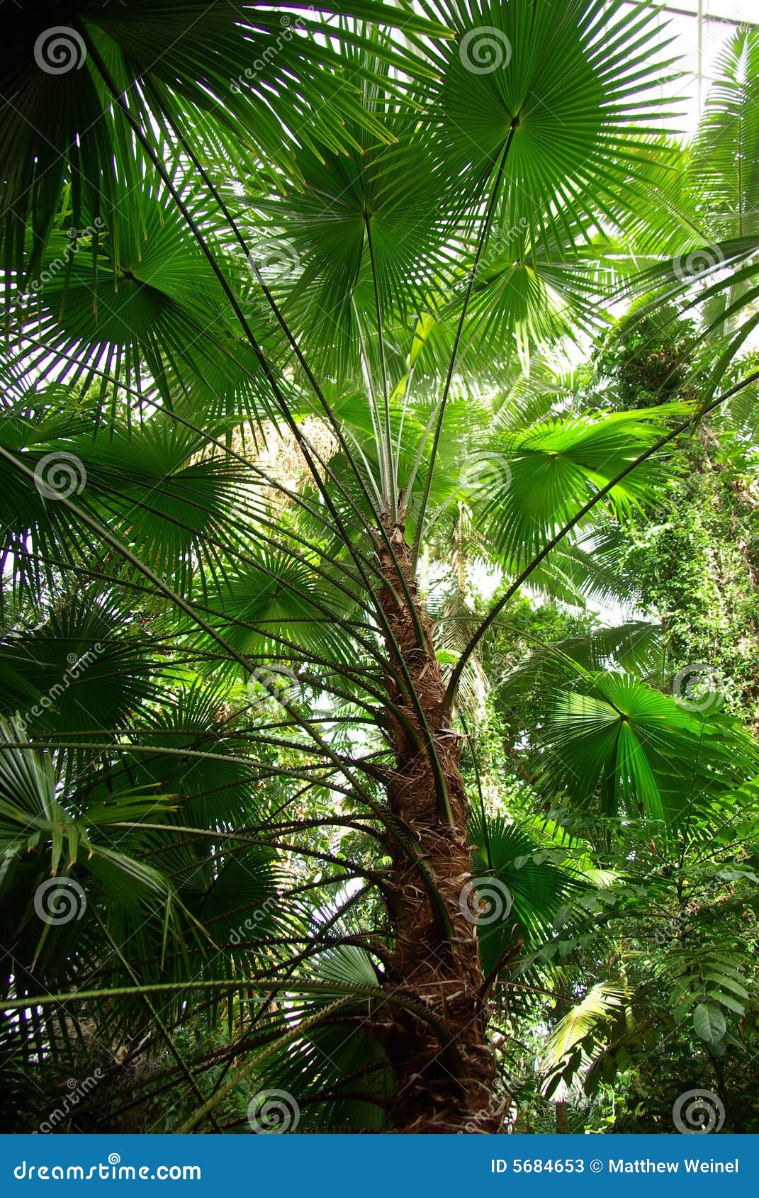 1,282 Spike Palm Stock Photos - Free & Royalty-Free Stock Photos from ...