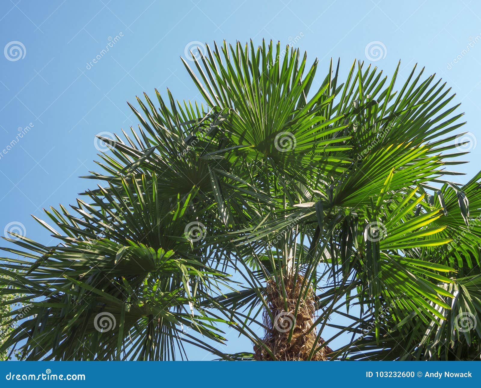 Trachycarpus Fortunei stockfoto. Bild von betrieb, blatt - 103232600