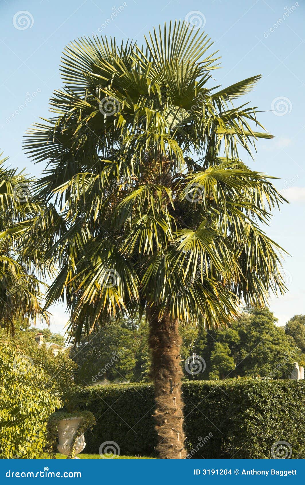 Trachycarpus Fortunei. The Yellow Flower Of The Chinese Hemp Palm ...