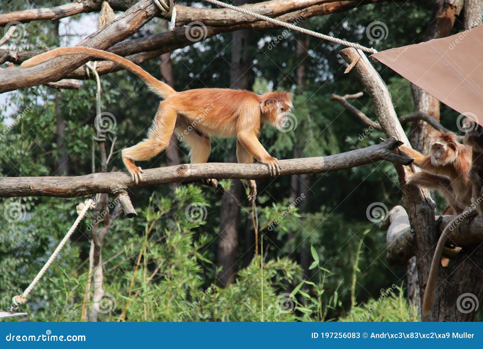 Trachypithecus auratus or stock image. Image of endangered - 197256083