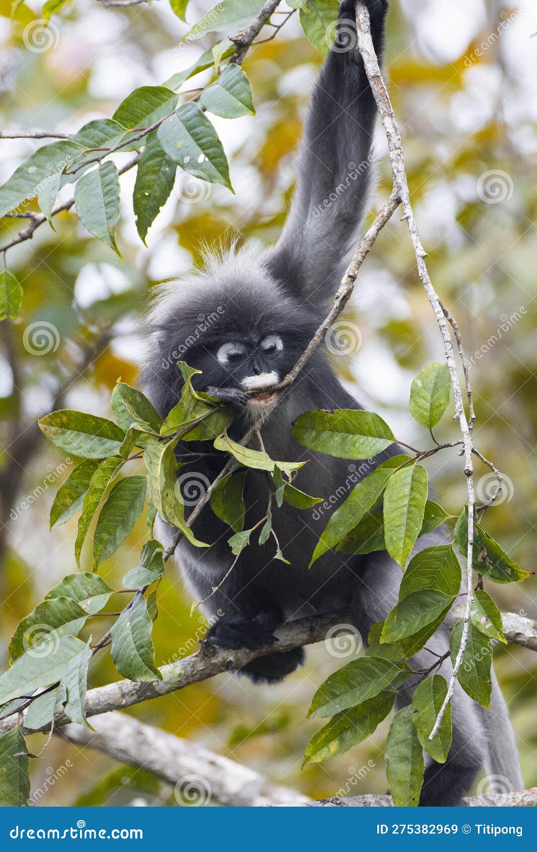 Trachypithecus Obscurus in a National Park, Thailand Stock Image ...