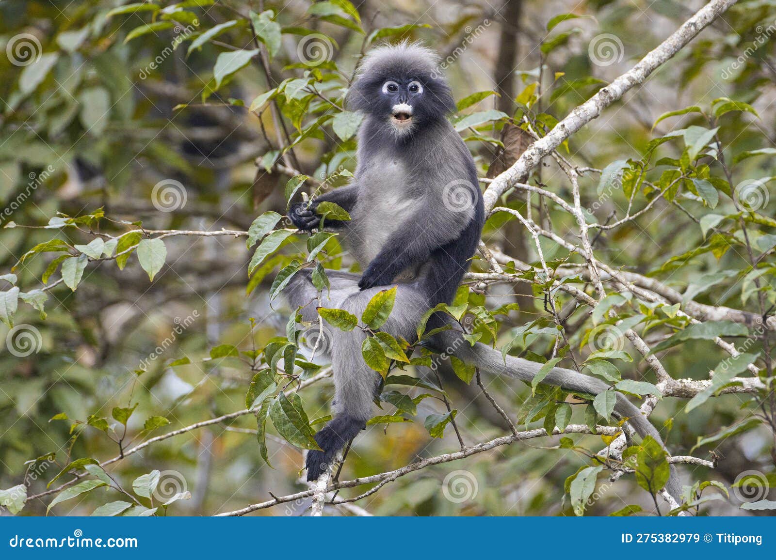 Trachypithecus Obscurus in a National Park, Thailand Stock Image ...