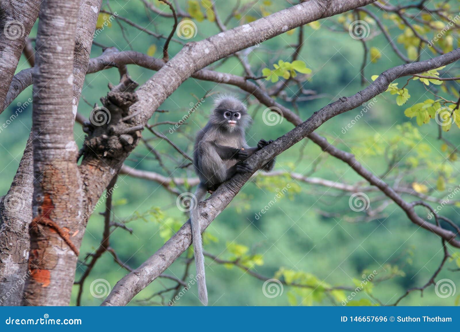 Trachypithecus obscurus stock photo. Image of outdoor - 146657696