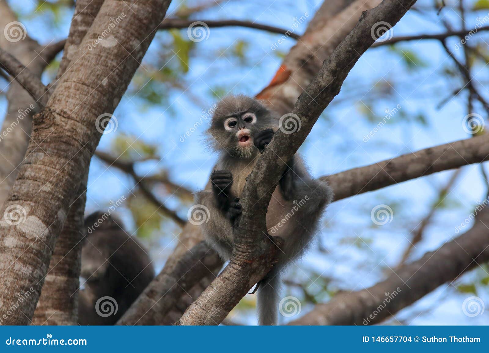 Trachypithecus obscurus stock photo. Image of branch - 146657704