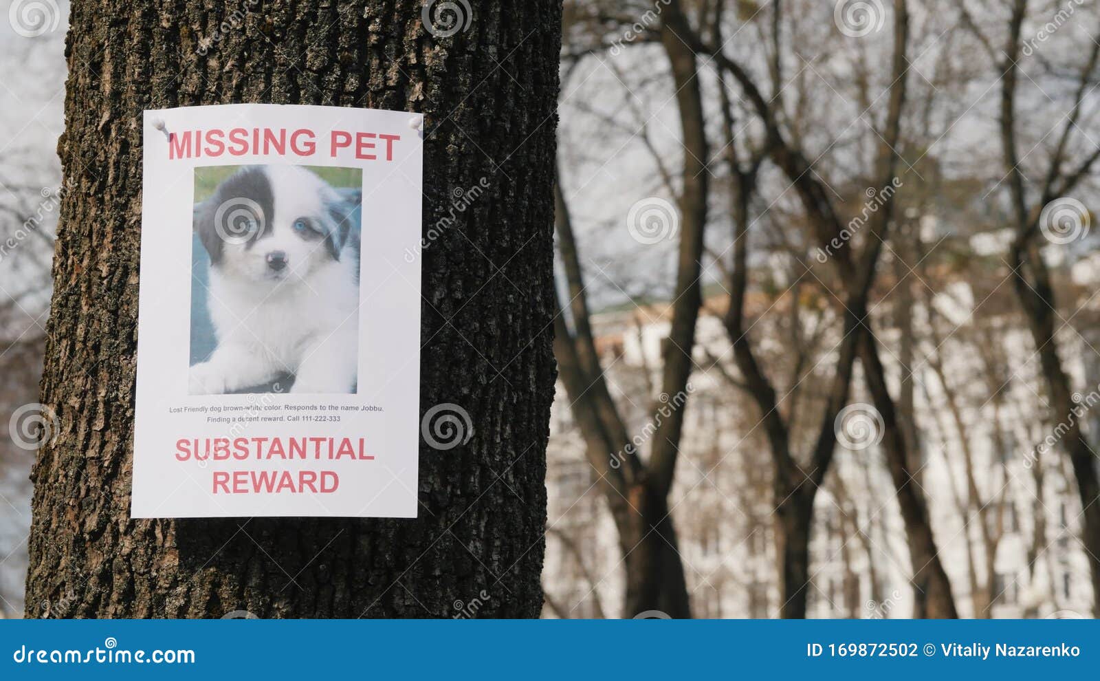Tracing a Missing Puppy, Information Poster Hanging on a Tree Stock ...
