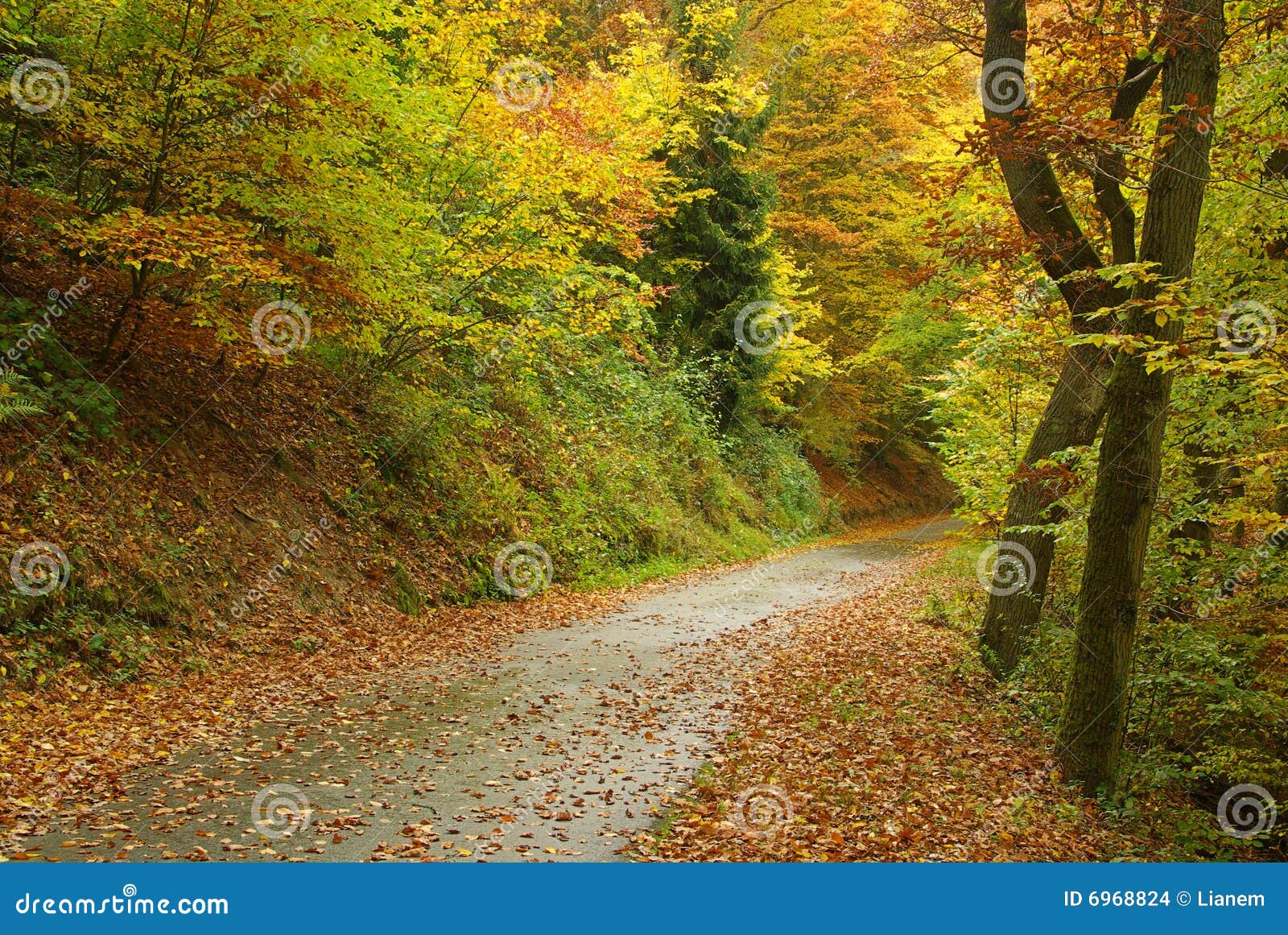 Track in autumn forest stock photo. Image of forest, track - 6968824