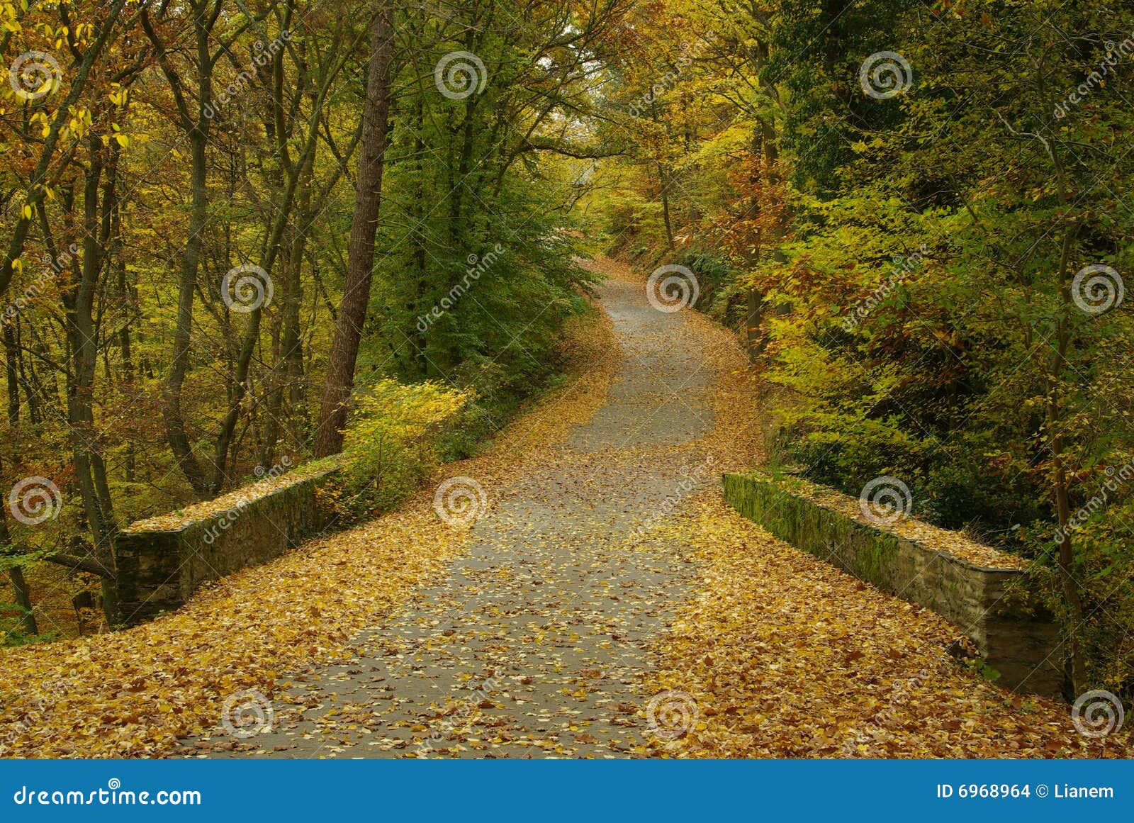 Track in autumn forest stock photo. Image of beechwood - 6968964