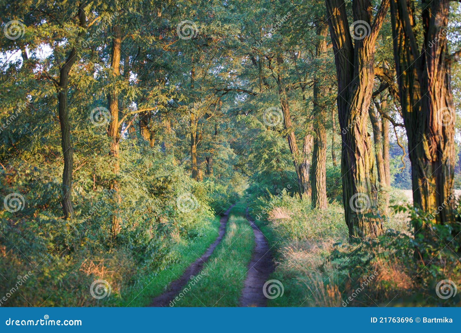 TRACK through AUTUMNAL FOREST Stock Photo - Image of trees, outdoor ...