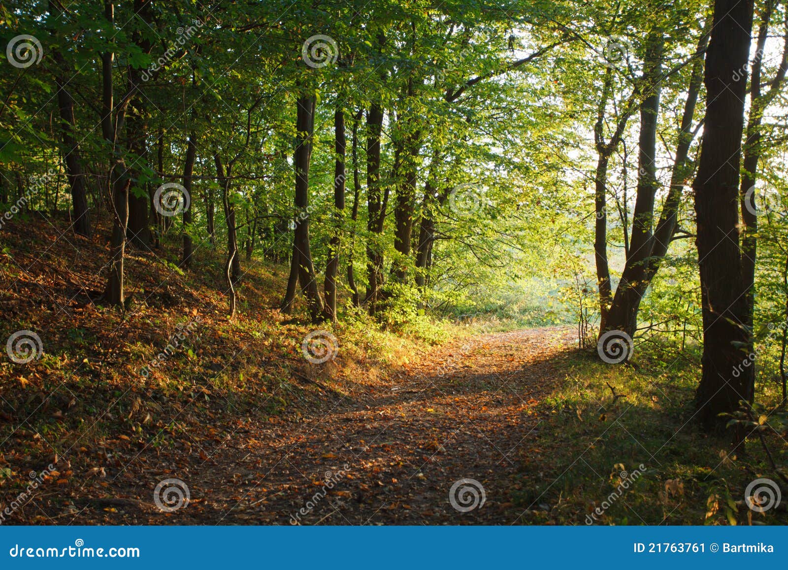 TRACK through AUTUMNAL FOREST Stock Image - Image of leafy, scenery ...