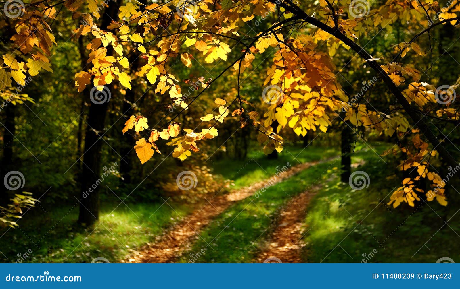 Track through Autumnal Wood Stock Image - Image of canopy, fall: 11408209