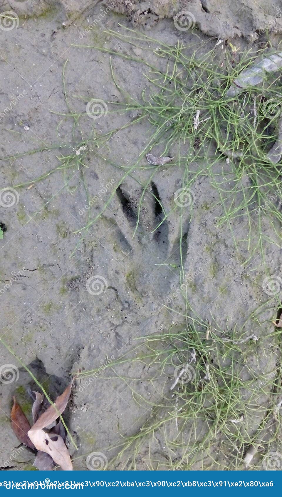 Track stock photo. Image of beautiful, beaver, branches - 92596506