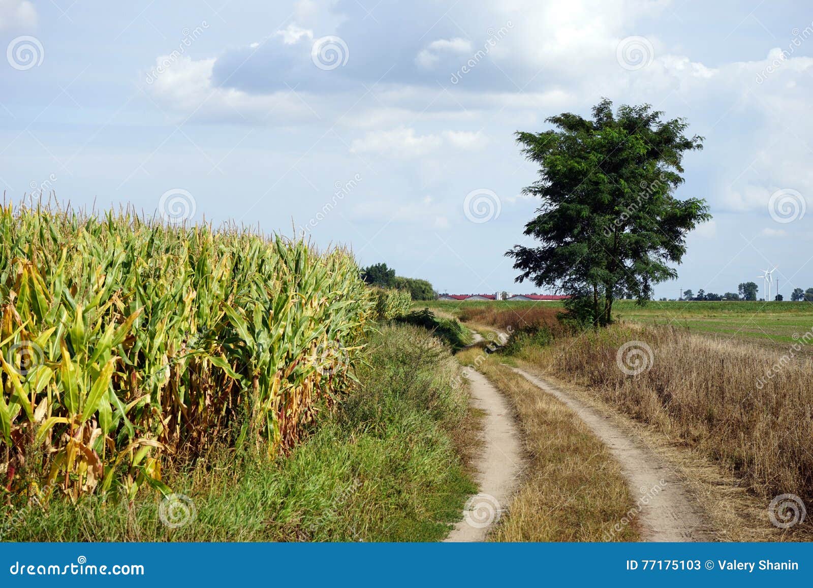 Track and corn field stock image. Image of nature, grass - 77175103