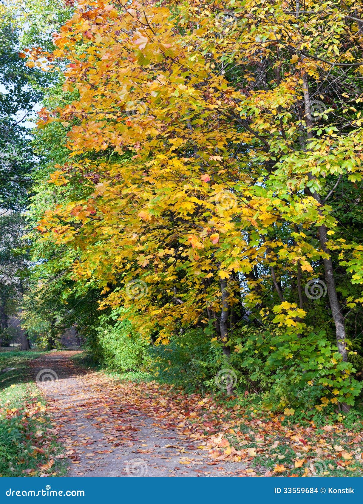 Track Covered with Fallen Leaves in Autumn Park Stock Photo - Image of ...