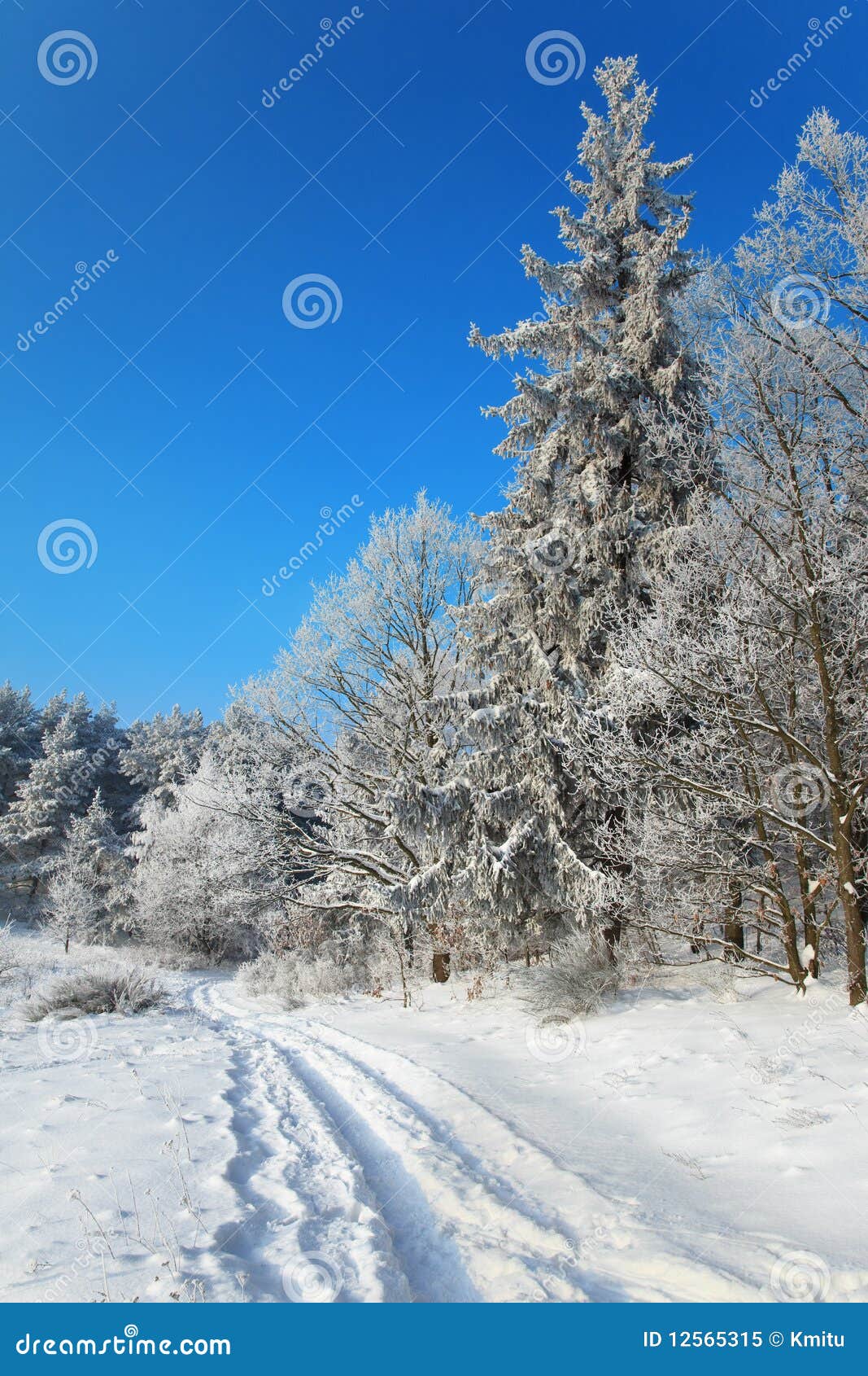Track on the Edge of a Winter Forest Stock Image - Image of country ...