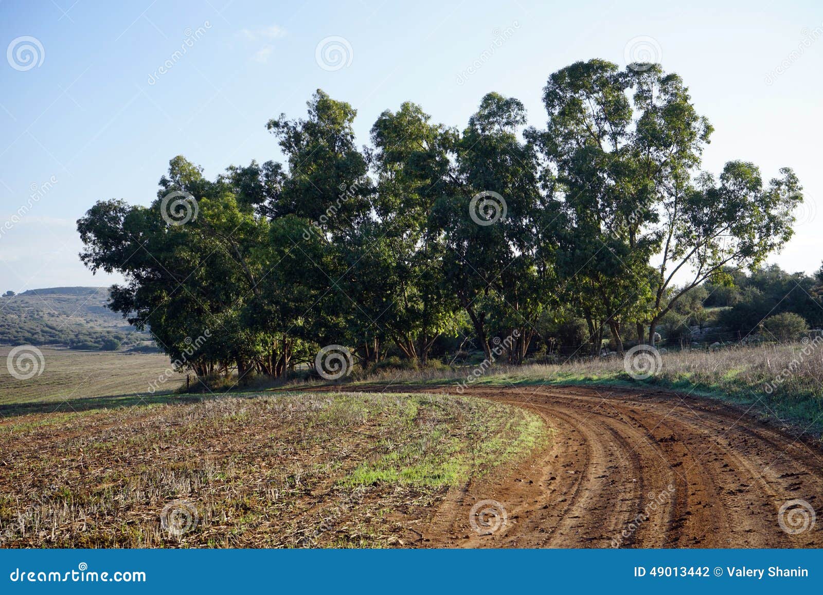Track stock photo. Image of green, farmland, eucaliptus - 49013442