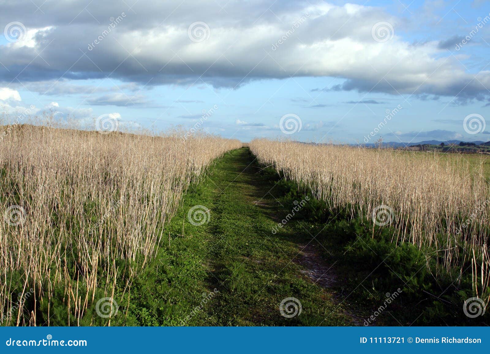 Track through field stock image. Image of fennel, road - 11113721