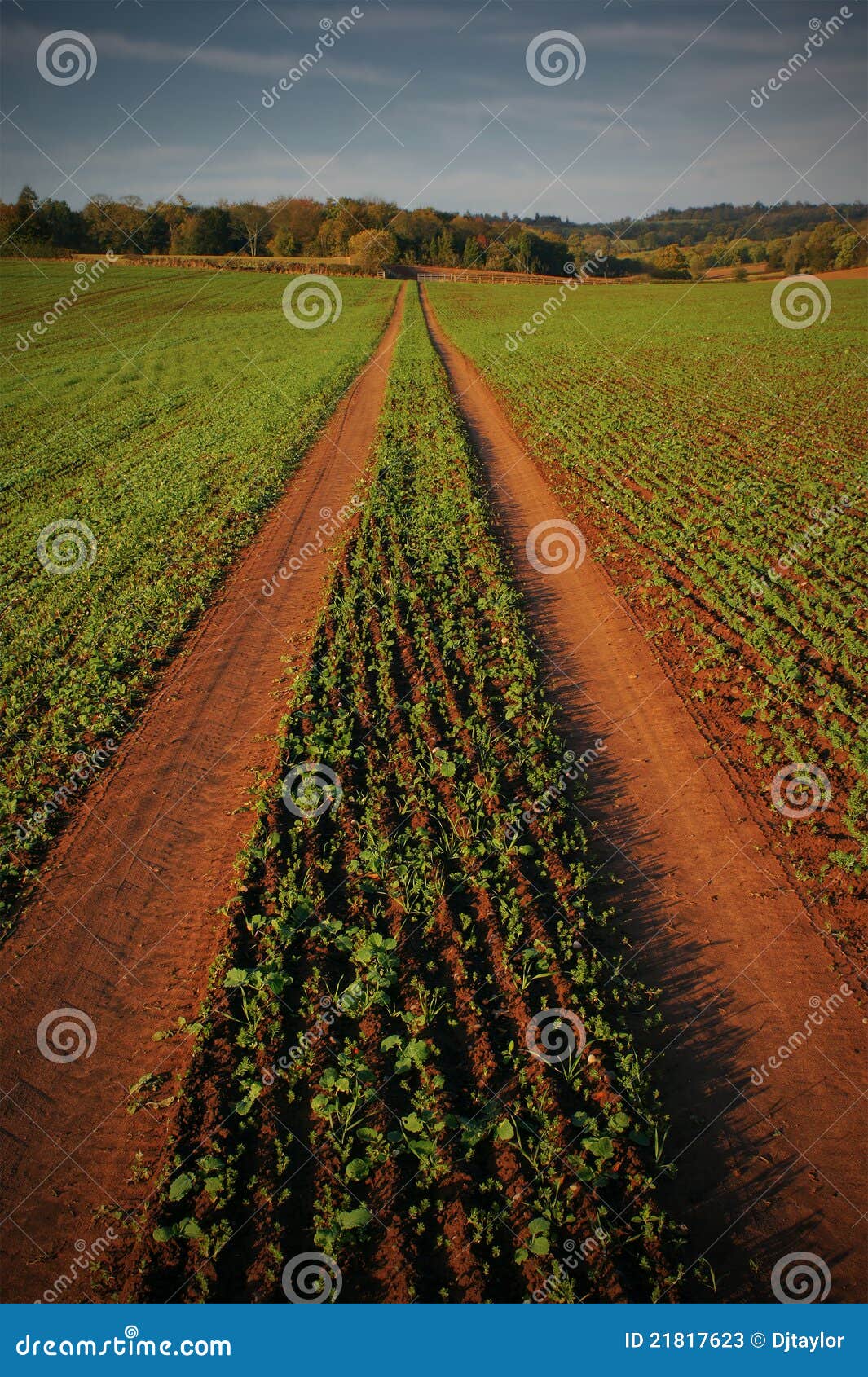 Track through field stock image. Image of empty, grass - 21817623