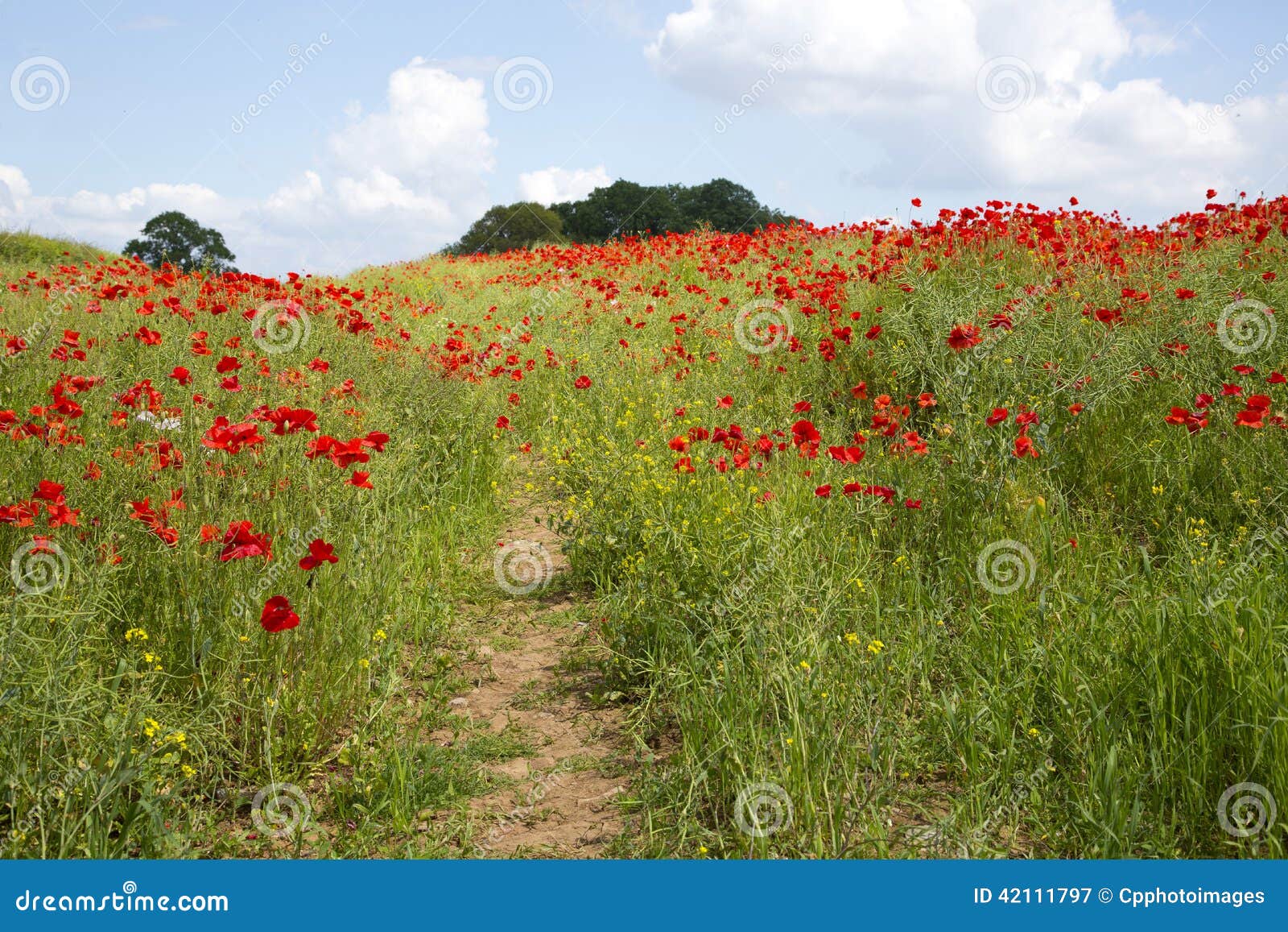 Track through Field of Poppies Stock Image - Image of idyllic, field ...
